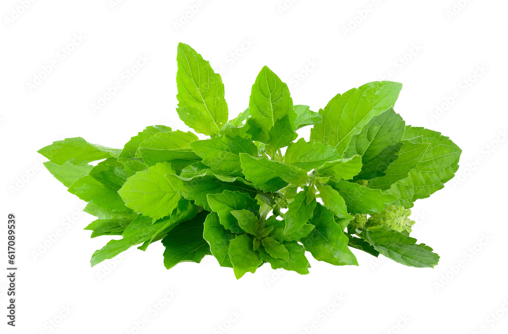 Holy basil on transparent png Stock Photo | Adobe Stock