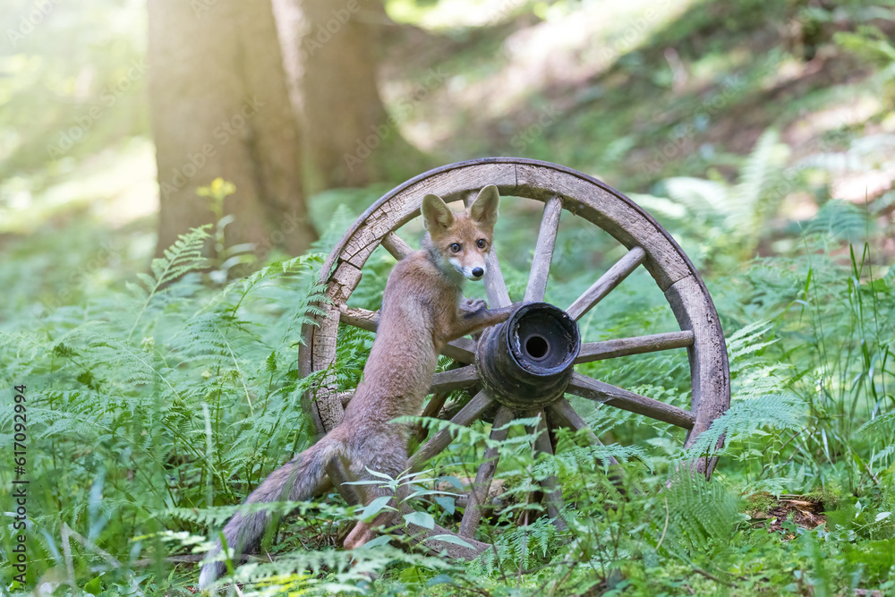 Cute fox cub is posing on the rustic wooden wagon wheel in the forest ...