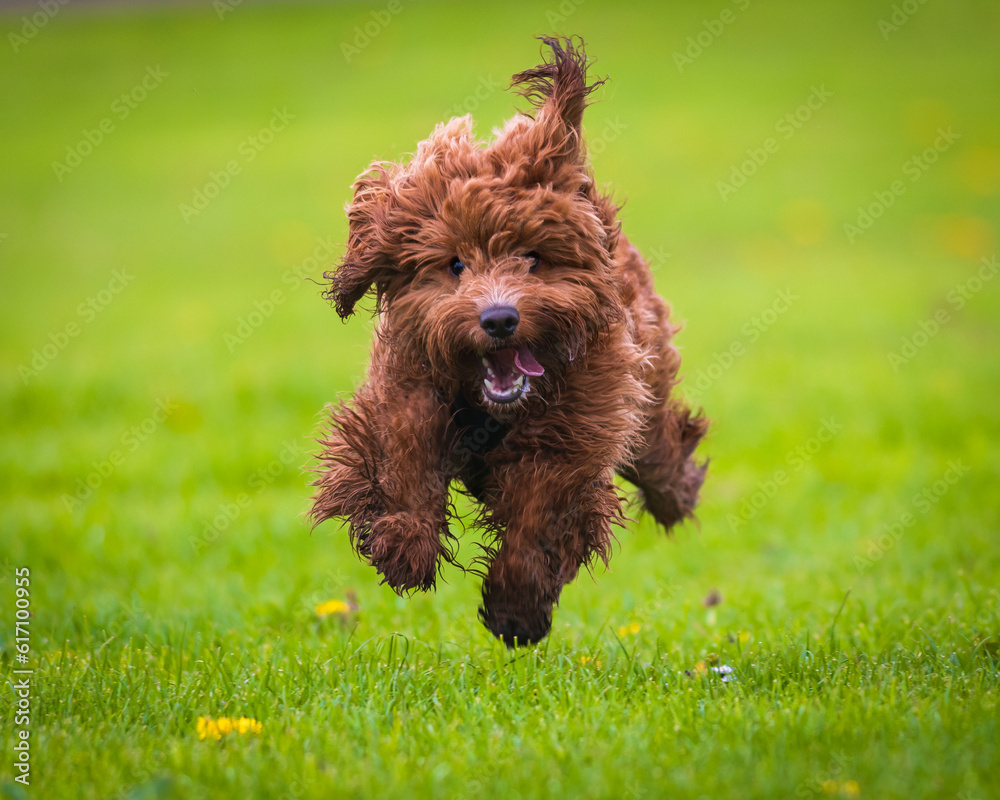 Poodle puppy running on grass Stock Photo | Adobe Stock