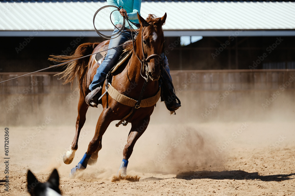 Team roping practice in outdoor arena shows cowgirl horseback with dust ...