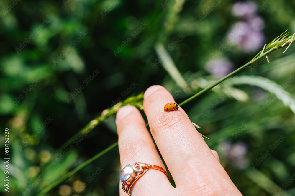 animal protection.ladybug sitting on the finger.ring on the finger ...