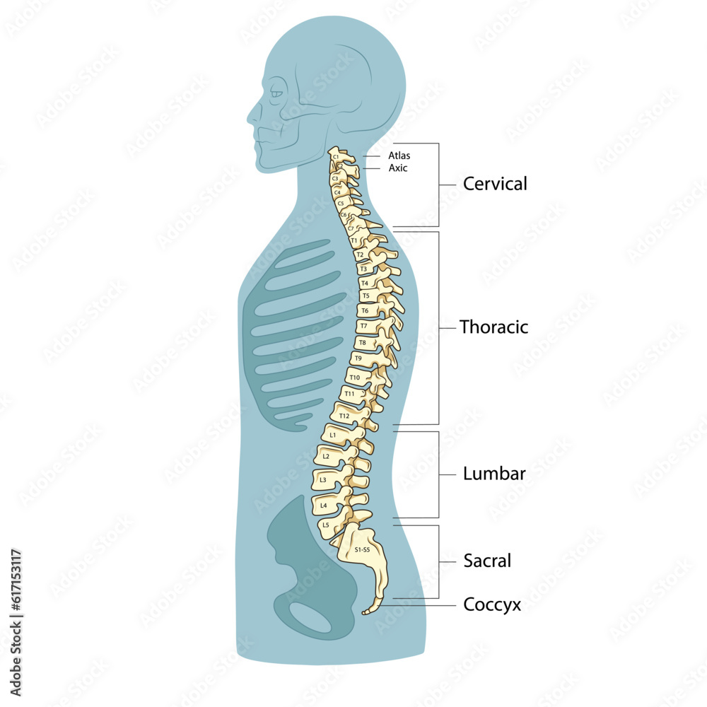 Human spine structure vertebral column diagram schematic vector ...