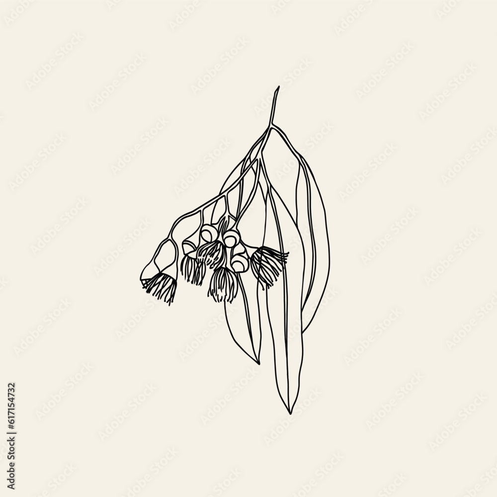 Line art eucalyptus branch illustration. Australian native plant Stock ...