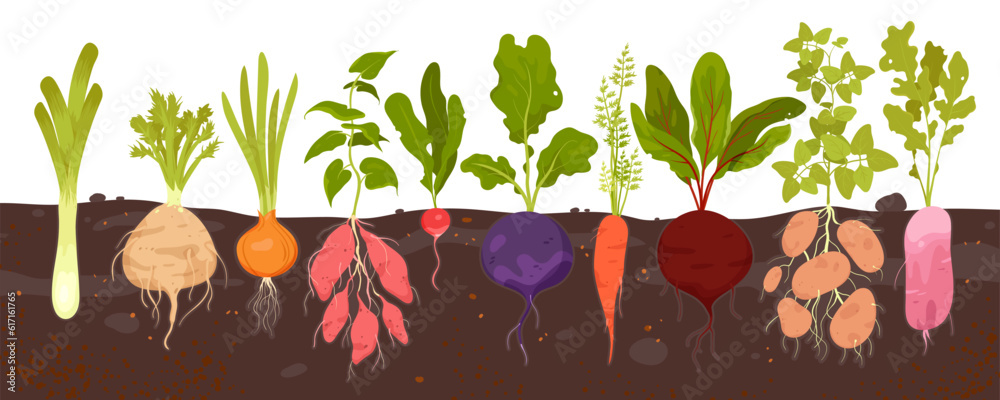 Root vegetables grow in soil, infographic diagram with underground ... Root vegetables grow in soil, infographic diagram with underground ...