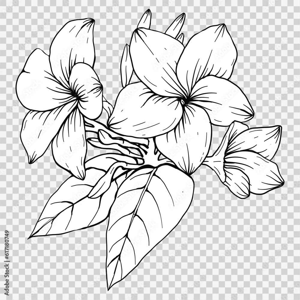 frangipani flower drawing line art vector illustrations. Botanical ...