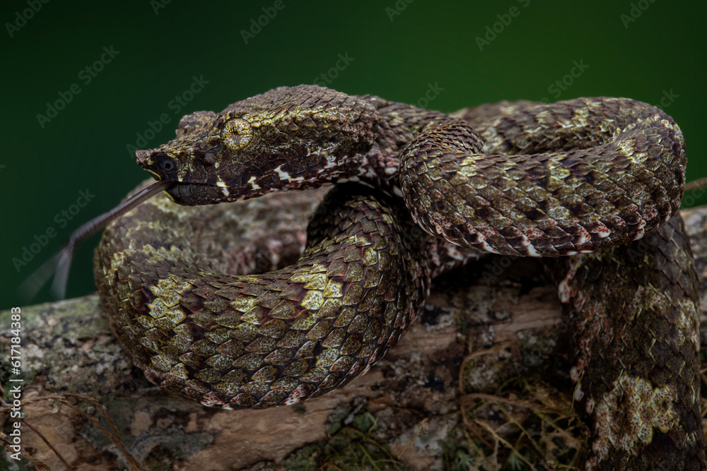 Craspedocephalus borneensis (Bornean Pit Viper) is a venomous pit viper ...
