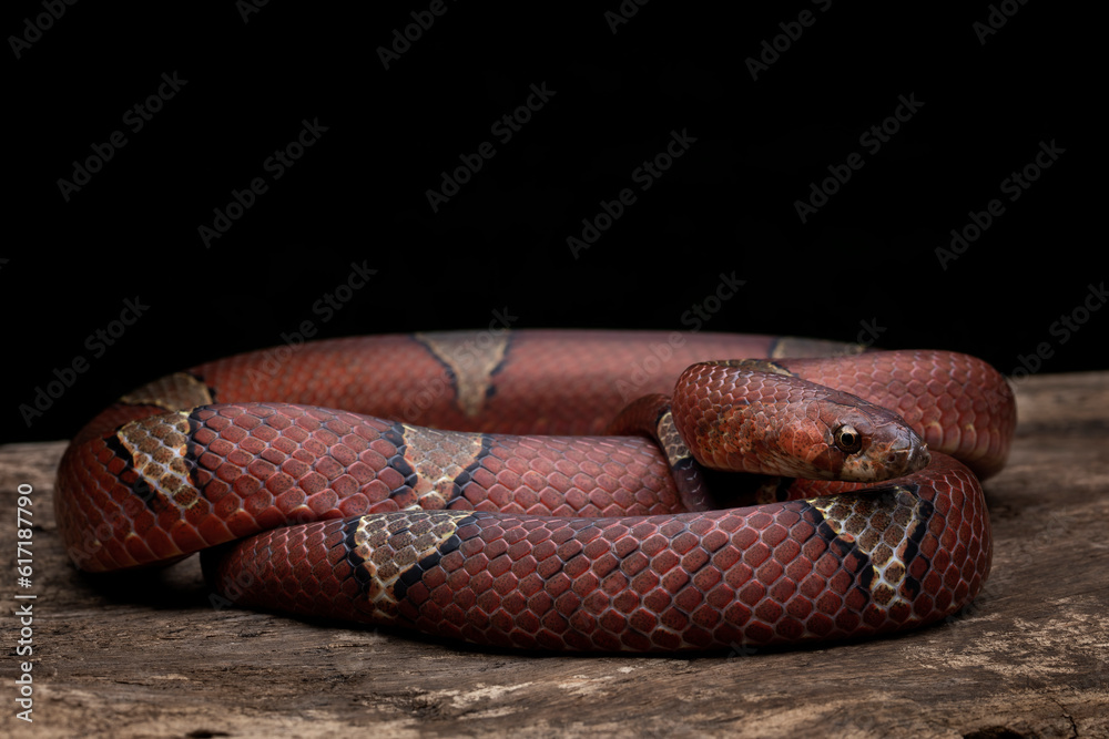 Oligodon albocinctus, also known as the Light-barred Kukri Snake, is a ...