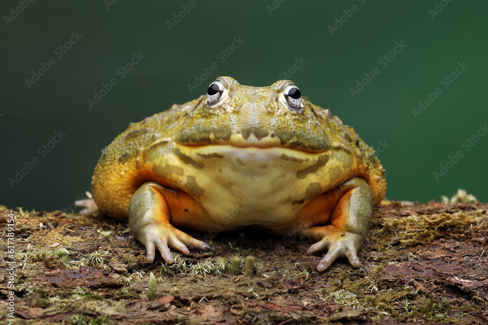 The African Giant Bullfrog (Pyxicephalus adspersus) is on of the world ...