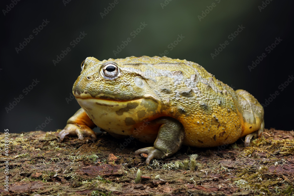ภาพประกอบสต็อก The African Giant Bullfrog (Pyxicephalus adspersus) is ...