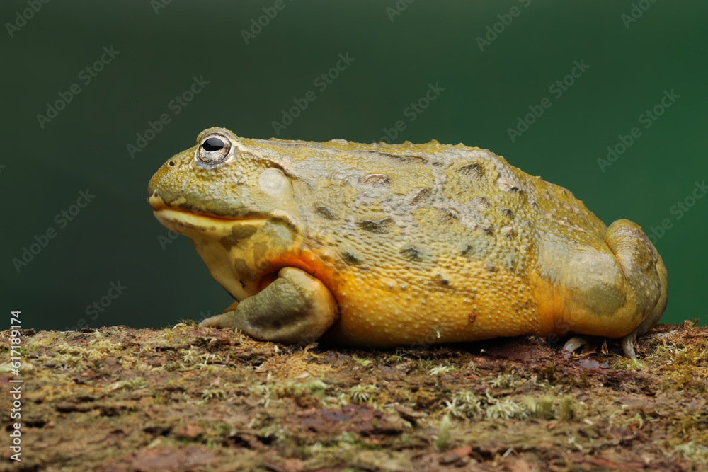 The African Giant Bullfrog (Pyxicephalus adspersus) is one of the ...