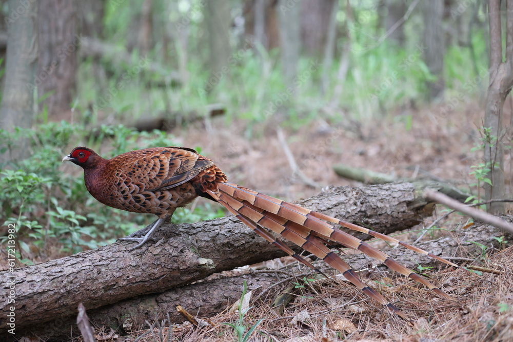 Copper Pheasant (Syrmaticus soemmerringii) ssp.soemmerringii, north ...