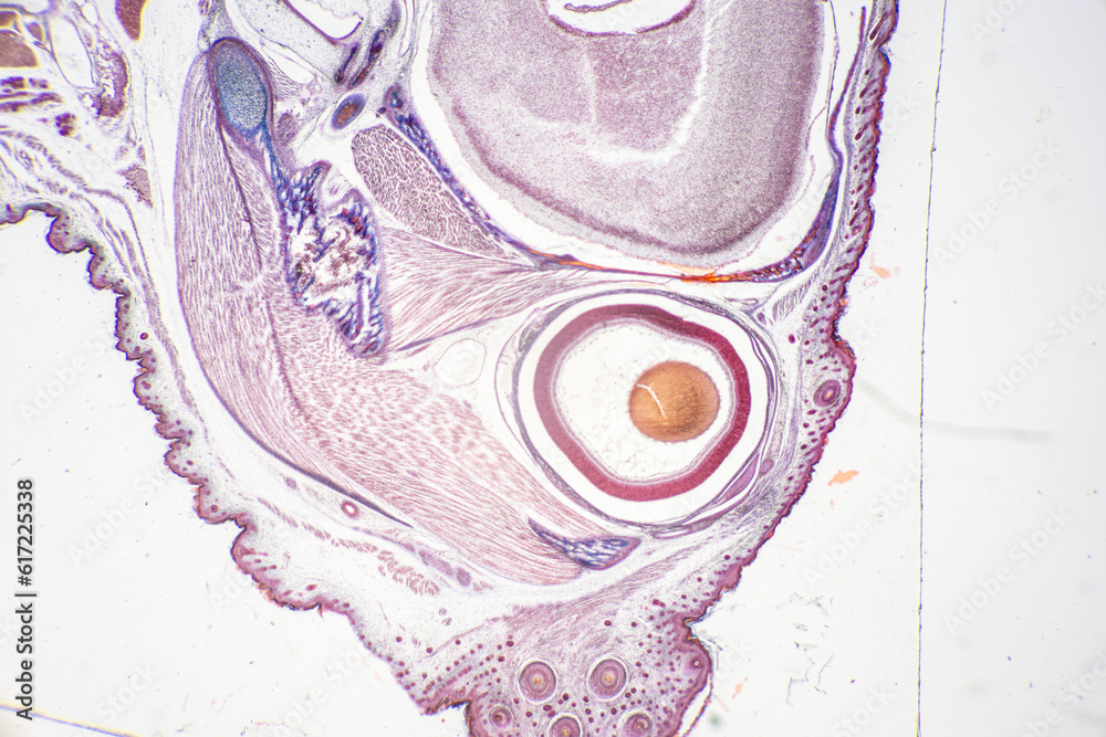 The study of tissue samples of Trachea of Cat, Epididymis, Prostate ...