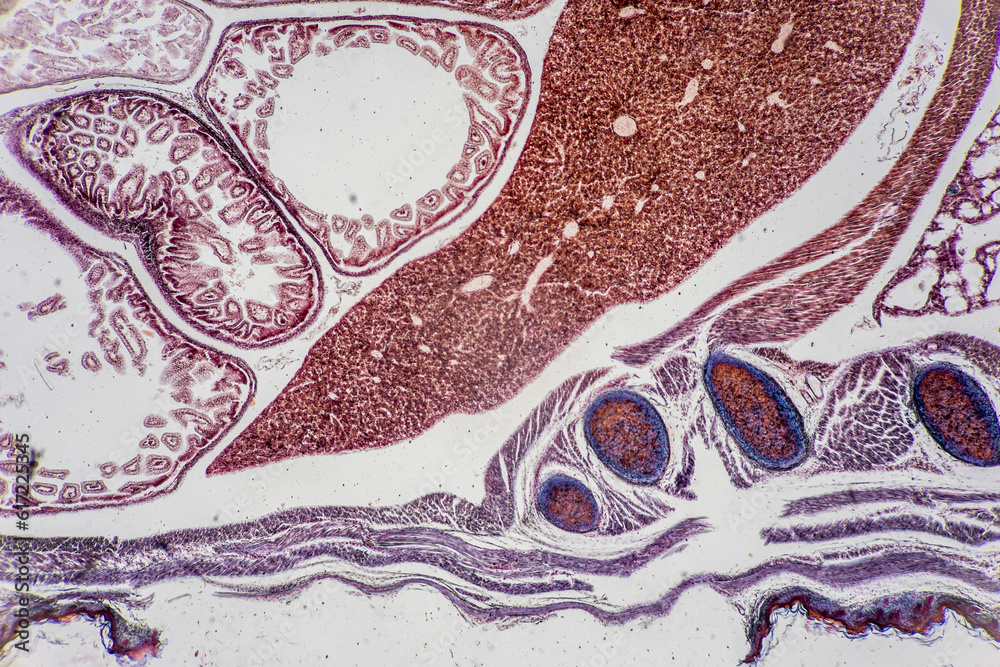 The study of tissue samples of Trachea of Cat, Epididymis, Prostate ...