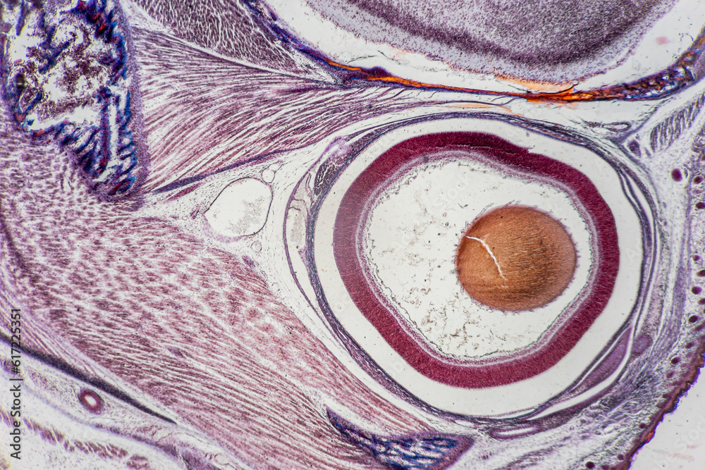 The study of tissue samples of Trachea of Cat, Epididymis, Prostate ...