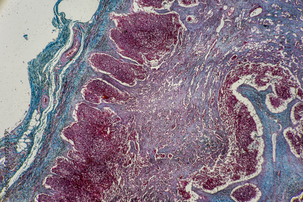 The study of tissue samples of Trachea of Cat, Epididymis, Prostate ...
