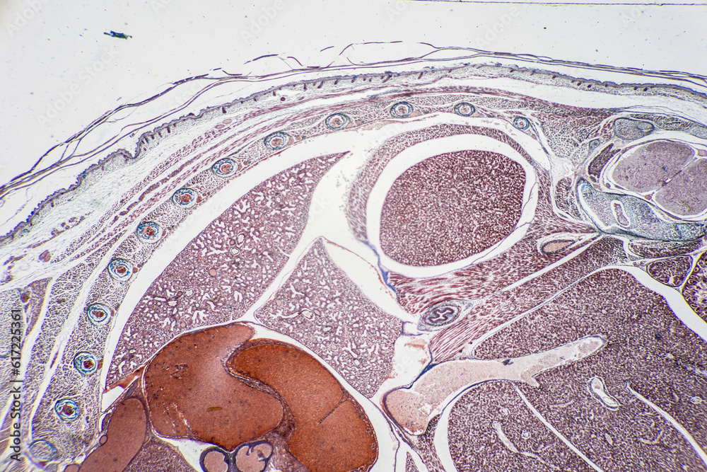 The study of tissue samples of Trachea of Cat, Epididymis, Prostate ...