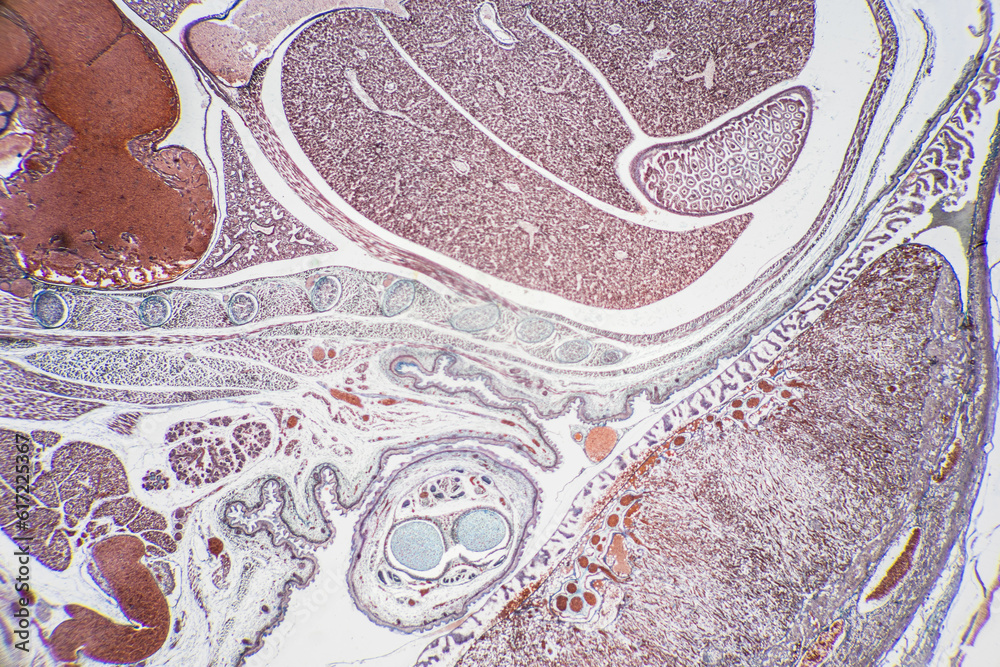 The study of tissue samples of Trachea of Cat, Epididymis, Prostate ...