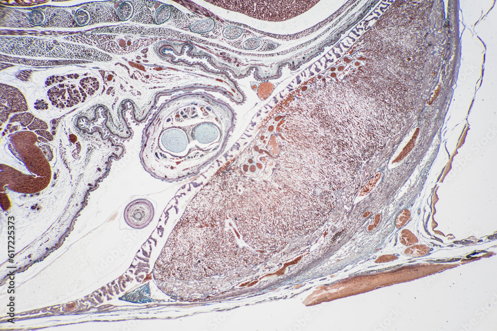 The study of tissue samples of Trachea of Cat, Epididymis, Prostate ...