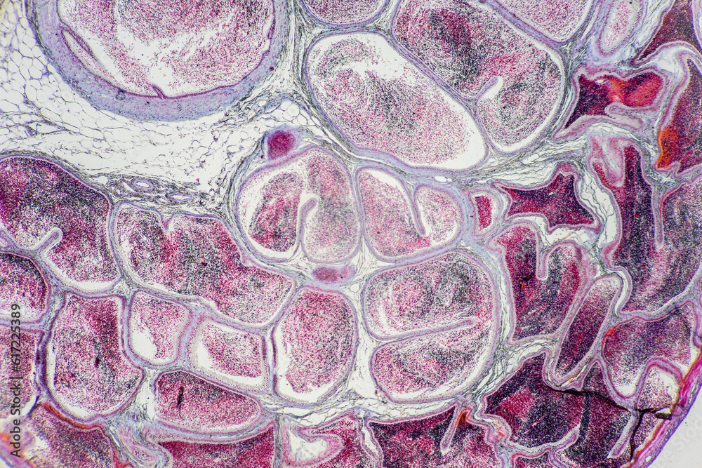 The study of tissue samples of Trachea of Cat, Epididymis, Prostate ...