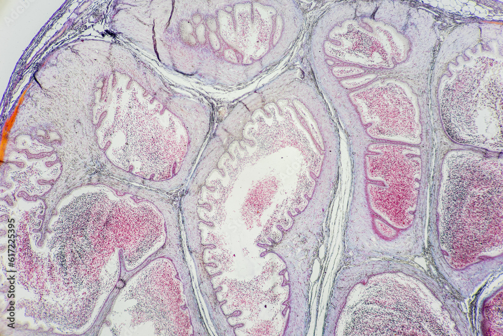 The study of tissue samples of Trachea of Cat, Epididymis, Prostate ...