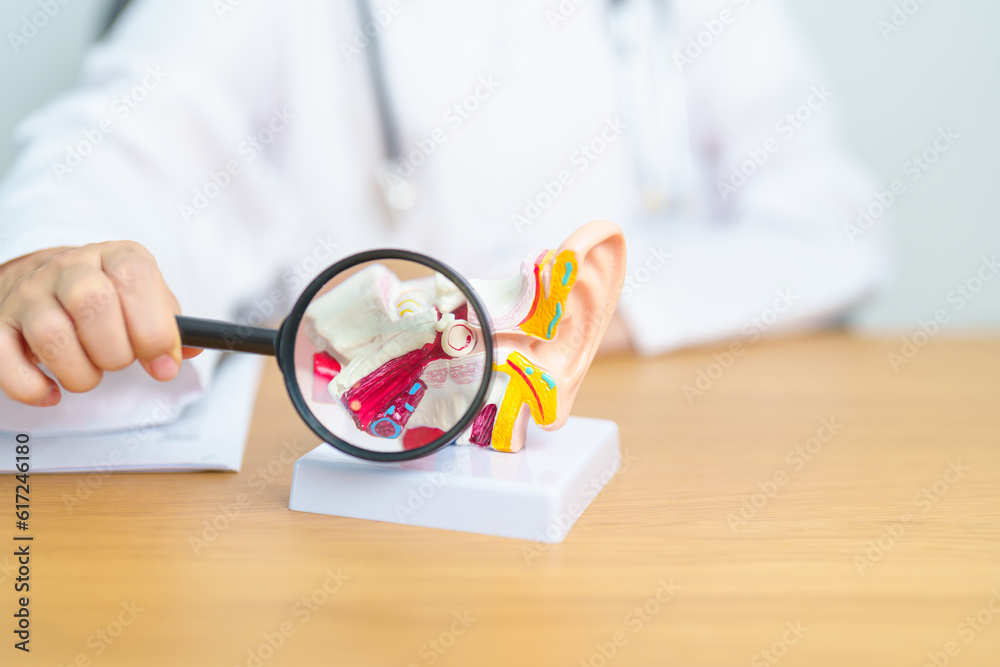 Doctor with human Ear anatomy model with magnifying glass. Ear disease ...