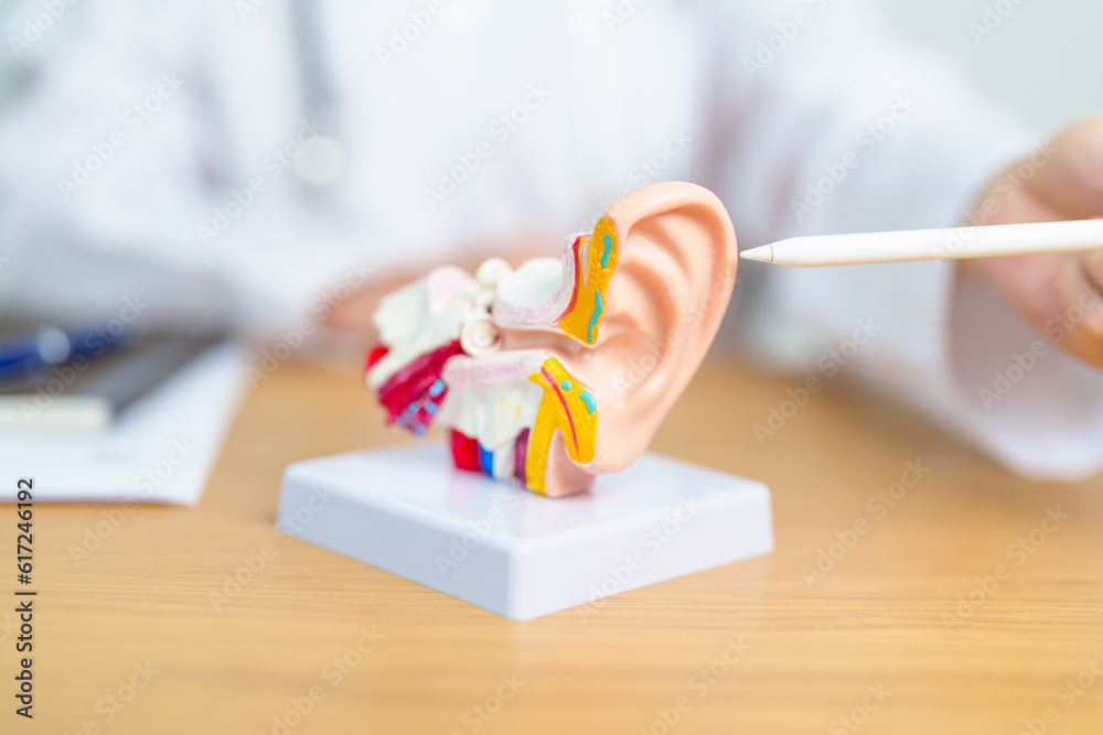 Doctor with human Ear anatomy model. Ear disease, Atresia, Otitis Media ...