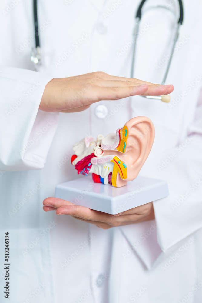 Doctor holding human Ear anatomy model. Ear disease, Atresia, Otitis ...