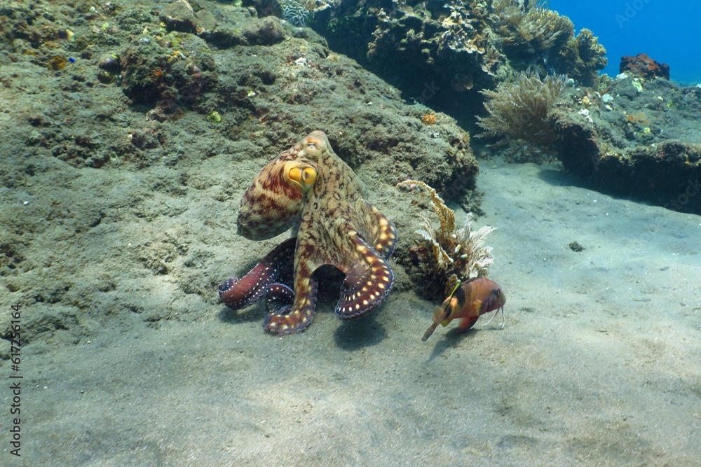 Octopus and fish on the hunt. Underwater creature and sea. Hunting ...