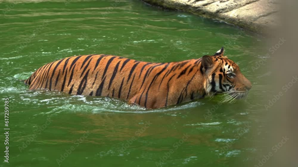 Exotic animal species, an apex predator, Malayan tiger, Southern ...