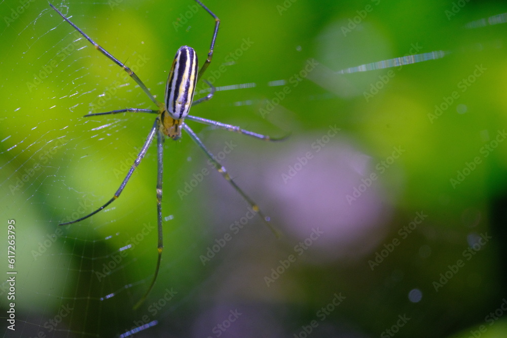 Wild Spider, Animal closeup, Golden orb-web spider (Nephila pilipes ...