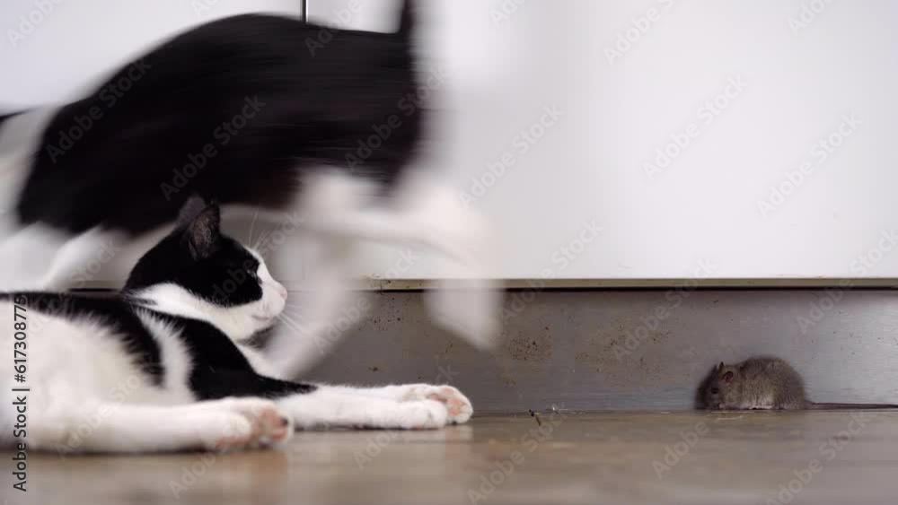 Two lazy british shorthair cats failing at their job completely ignore ...