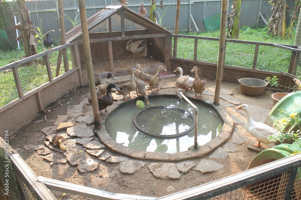 The duck cage is in the shape of a pentagon in the middle there is a ...