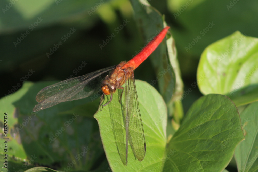 Dragonflies or sibar-sibar are a group of insects belonging to the ...