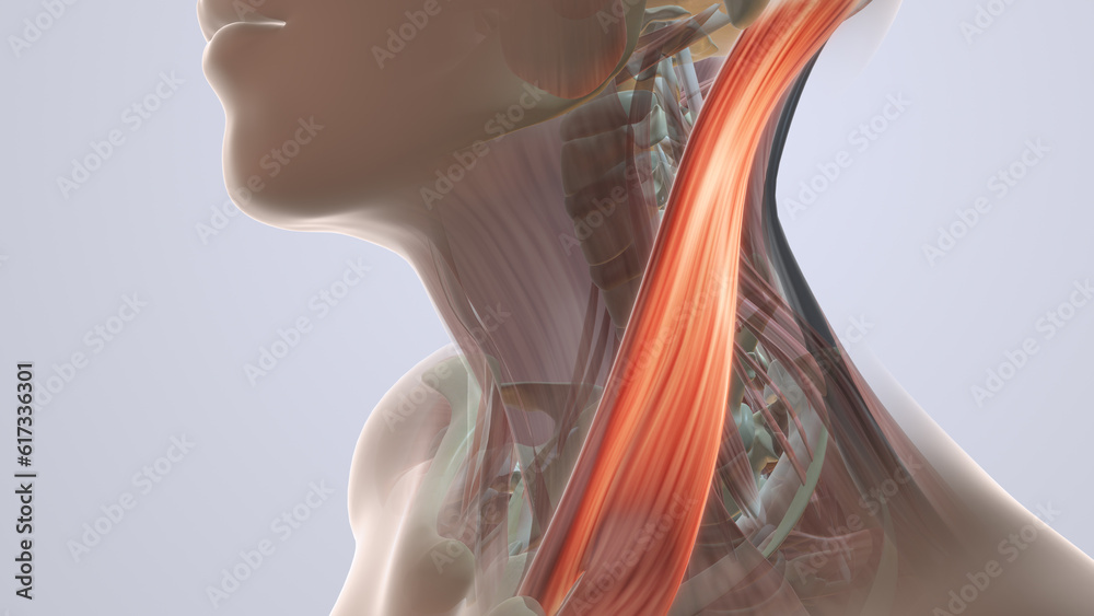 Anatomy of Neck Muscle Pain Stock Illustration | Adobe Stock