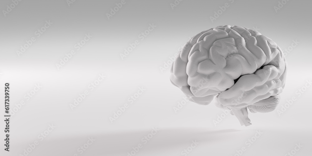 Human brain, brain model on gray background. human intelligence with ...