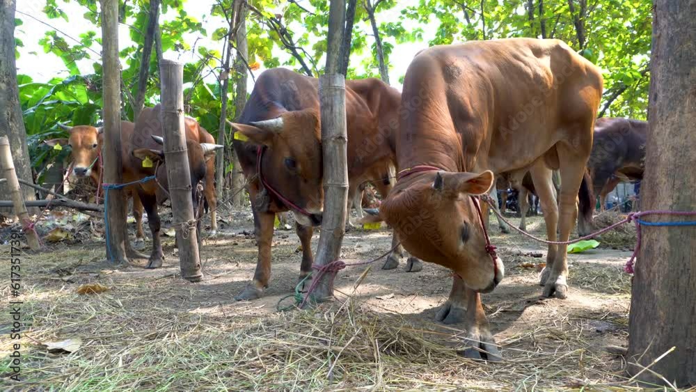 Brown cows being tied up with ropes ready to be sold at the cattle shop ...