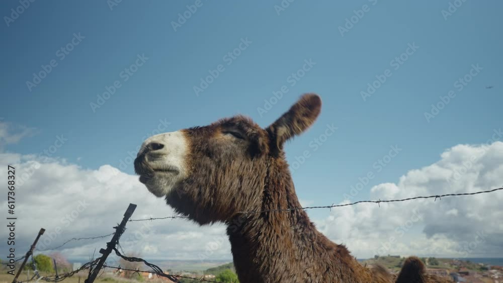Side view portrait of brown donkey taking tree branch from female ...