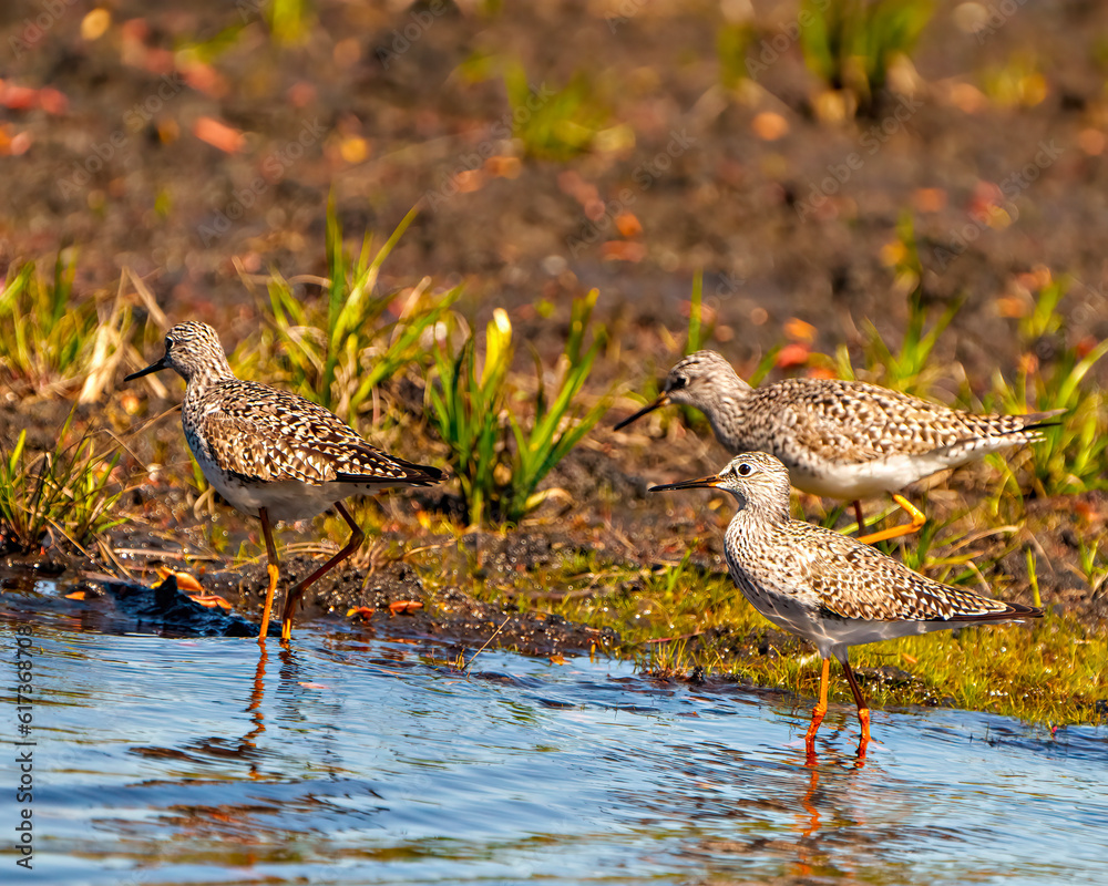 Common Sandpiper Photo and Image. Sandpiper birds close-up side view ...