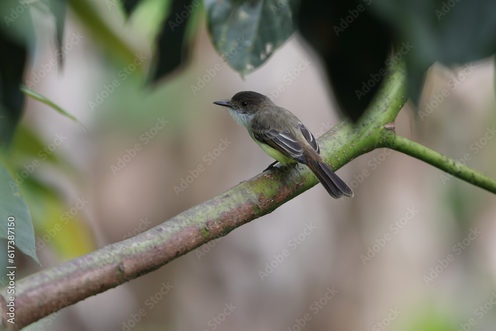 Sad Flycatcher (Myiarchus barbirostris),one of Jamaican endemic species ...