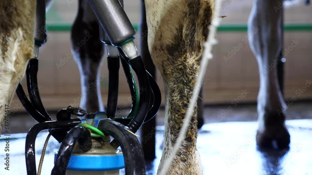 Close up to process of milking cow by automatic industrial system on ...