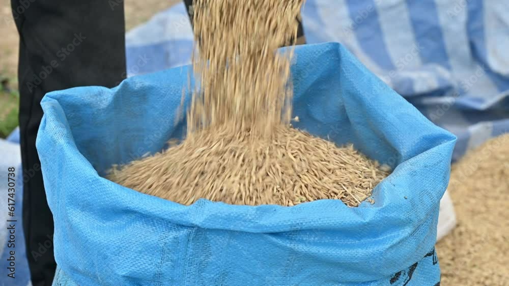 Farmer pouring rice paddy into a sack. Paddy is the rice grain with ...