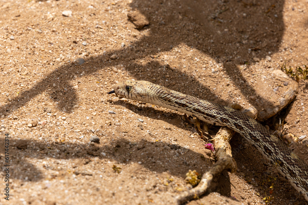 Foto de A Sonoran gopher snake, Pituophis catenifer affinis, slithering ...