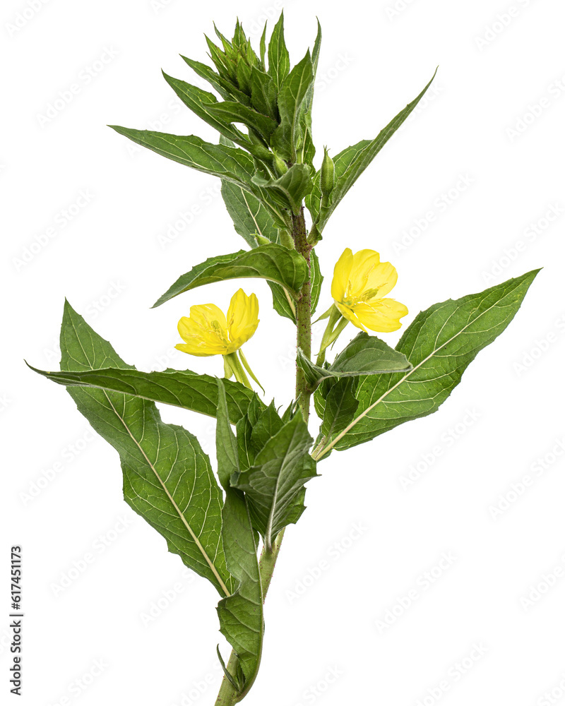 Oenothera biennis, common evening-primrose, evening star, sundrop ...