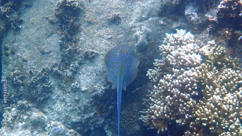Bluespotted stingray in natural habitat, surrounded by beauty of ocean ...