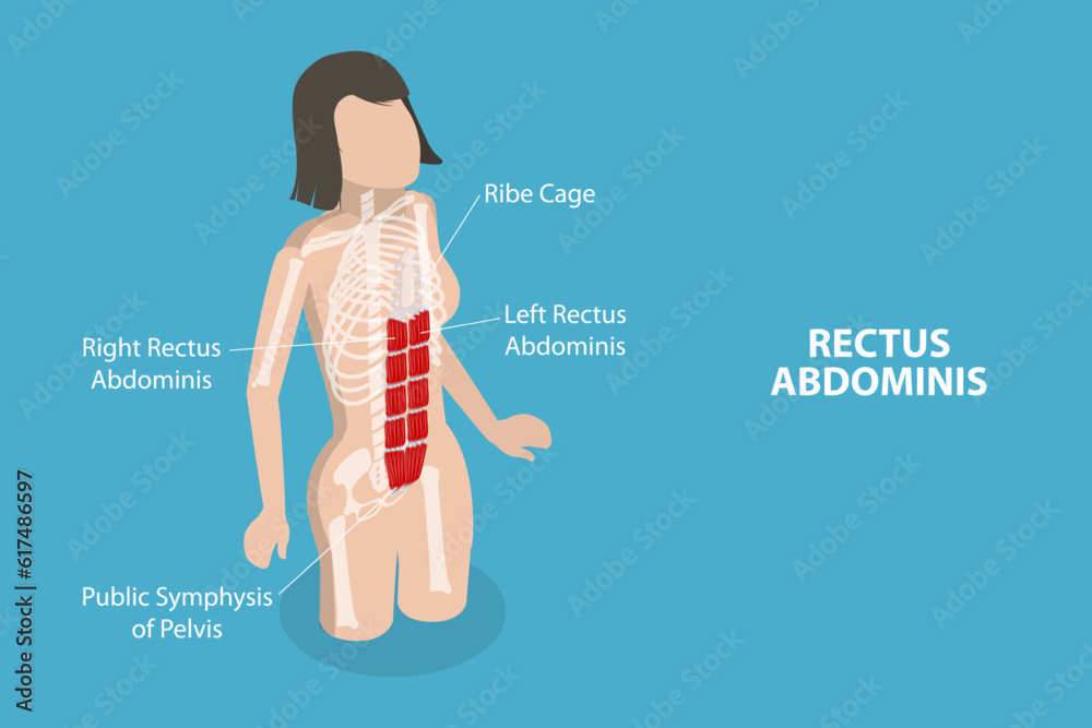 3D Isometric Flat Vector Conceptual Illustration of Rectus Abdominis ...