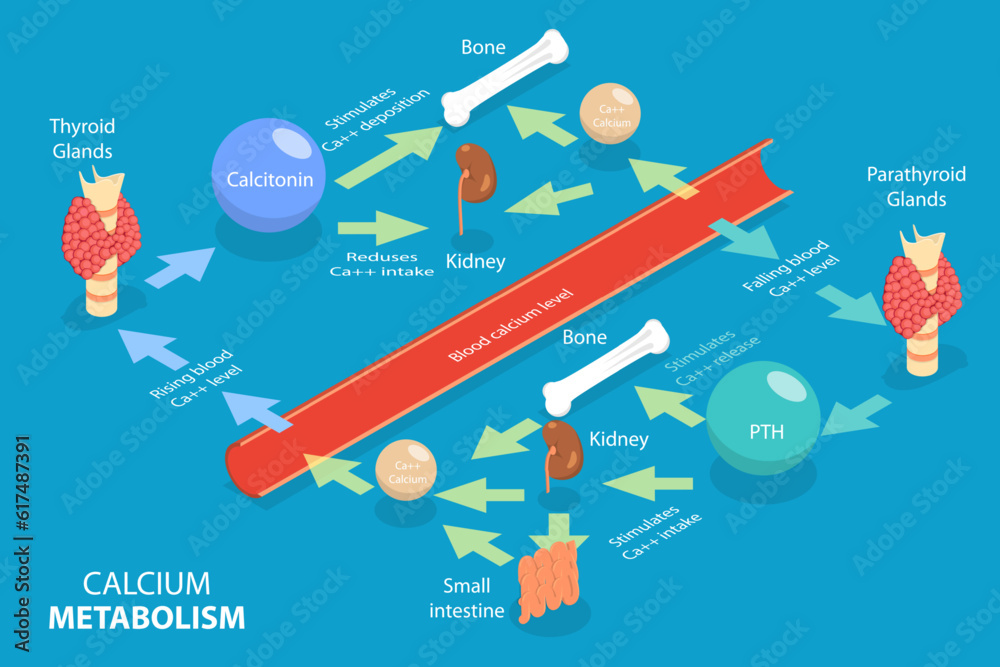Vetor de 3D Isometric Flat Vector Conceptual Illustration of Calcium ...