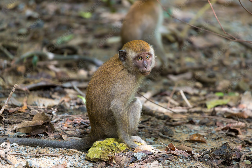 Baby Monkey around the tropical forest of Chet Jawa Wetlands in Pulau ...