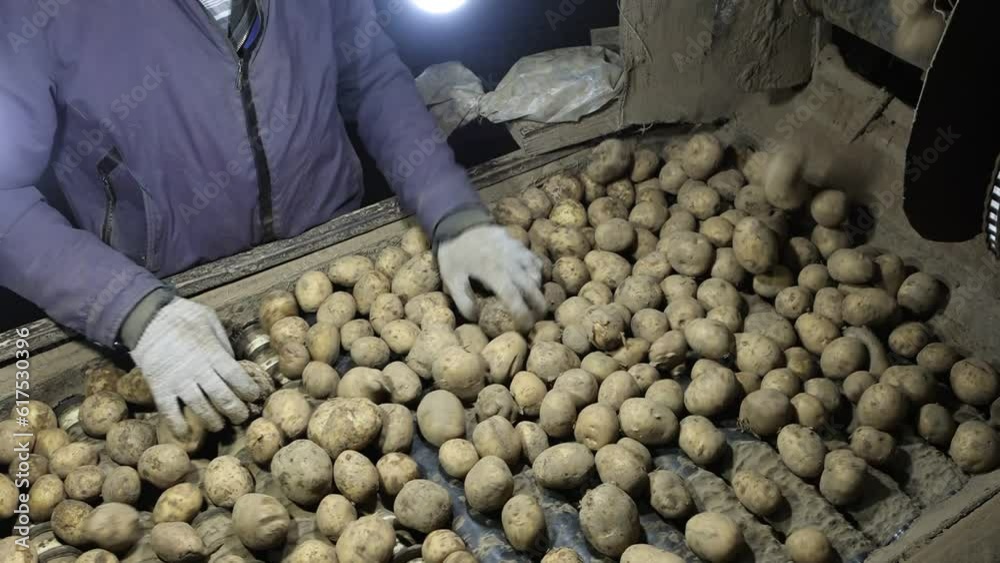 Potatoes conveyor belt, potato processing line in cold storage plant ...
