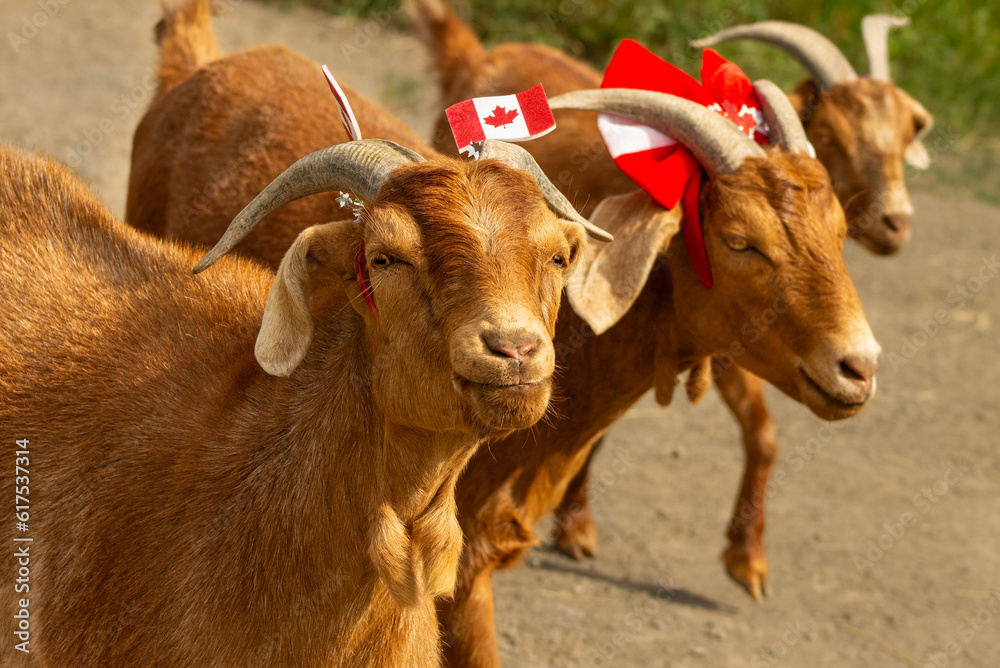 Happy Canada Day Celebrating Goats Farm Animals Smiling and Wearing ...