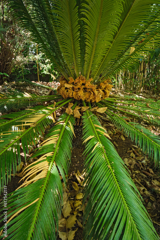 Fern palm sago palm Cycas revoluta leaves close up shot in sun. Cycas ...